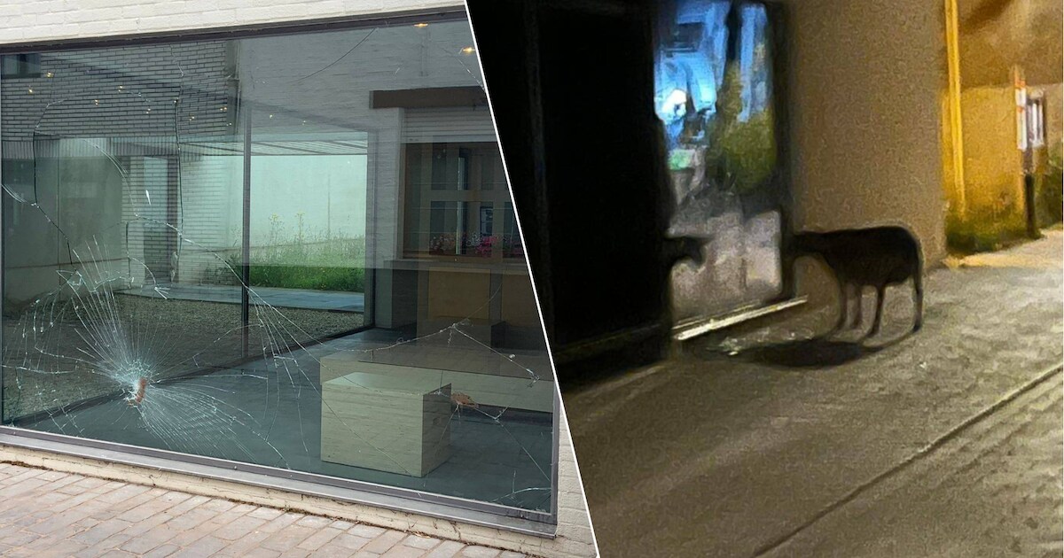 Ram ontsnapt aan dieven en richt ravage aan tijdens dooltocht in ...