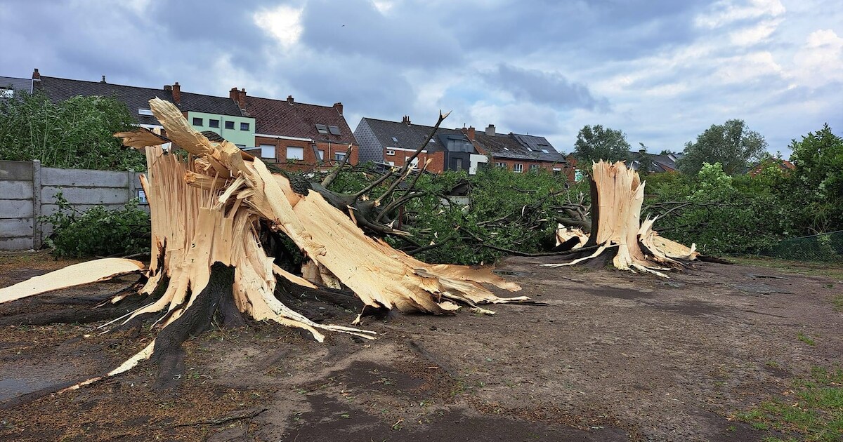 Eeuwenoude bomen volledig verwoest door valwind | Kapelle-Op-Den-Bos ...