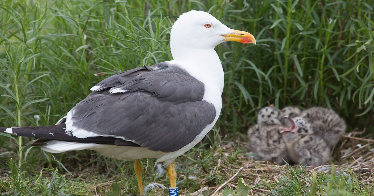 Meeuw is bijna bedreigde diersoort | De Krant | hln.be