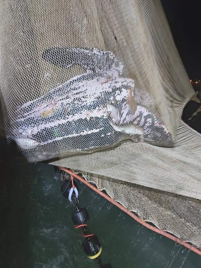 Vlaamse garnalenvissers vinden zeldzame lederschildpad: “Beest van ...