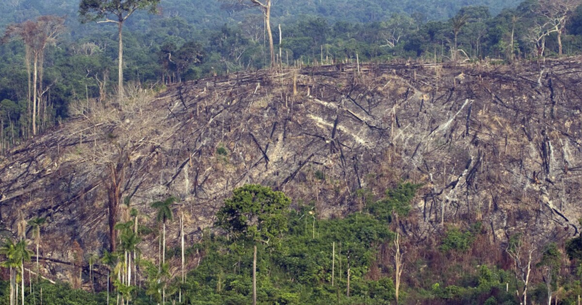 Duitsland schenkt 200 miljoen euro voor bescherming Amazonewoud in ...