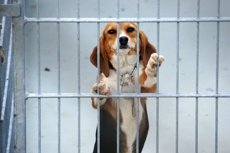 Dierproeven in Nederland worden dodelijker, steeds meer honden en ...