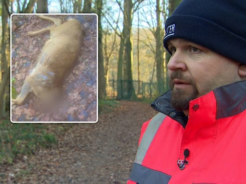 Groendienst is verontwaardigd na vondst van dode ree zonder kop in ...
