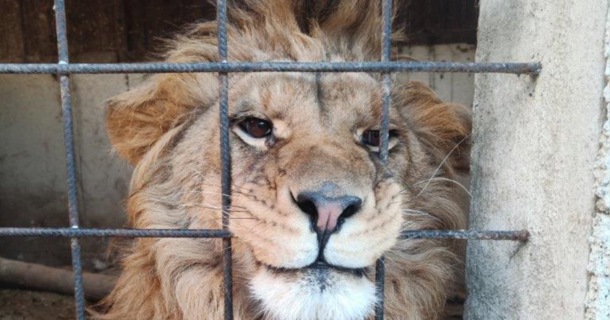 Bijna 20.000 bedreigde of beschermde dieren gered dankzij gigantische ...