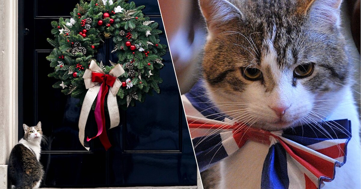 Downing Street maakt officieel plan voor wanneer Larry de kat sterft ...
