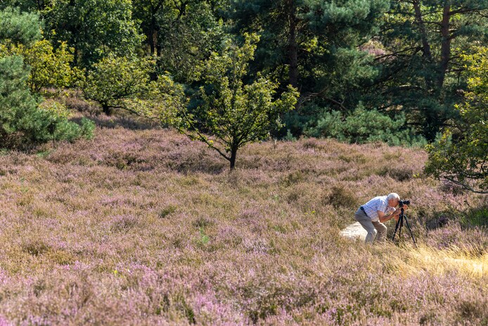 IN BEELD. Heide in Limburg toont opvallend paarser dit jaar: "Met dank ...