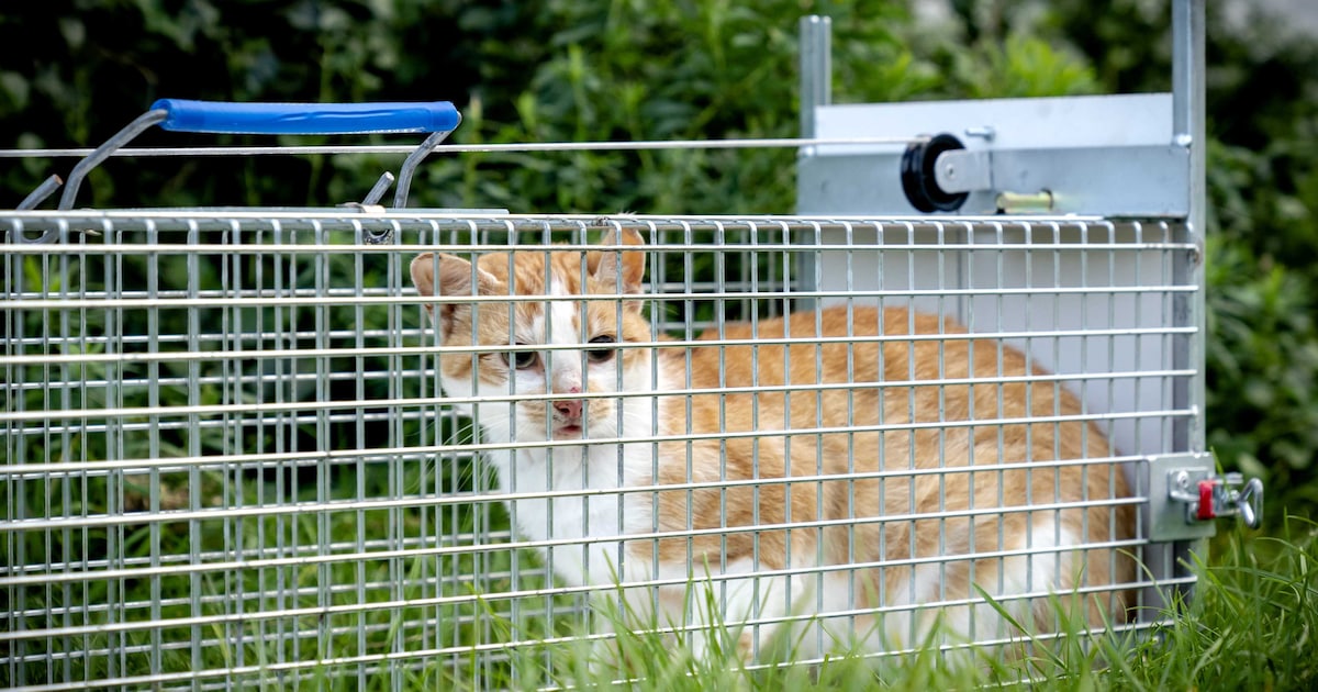 Zwerfkattenproject stad Lier schakelt versnelling hoger | Lier | HLN.be
