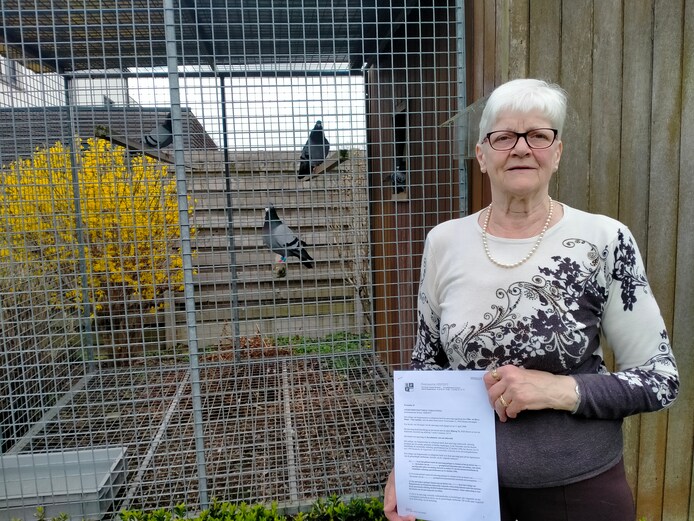 BURENRUZIES. Jean (77) en Suzanna (75) moesten hun vergunde duiventil ...