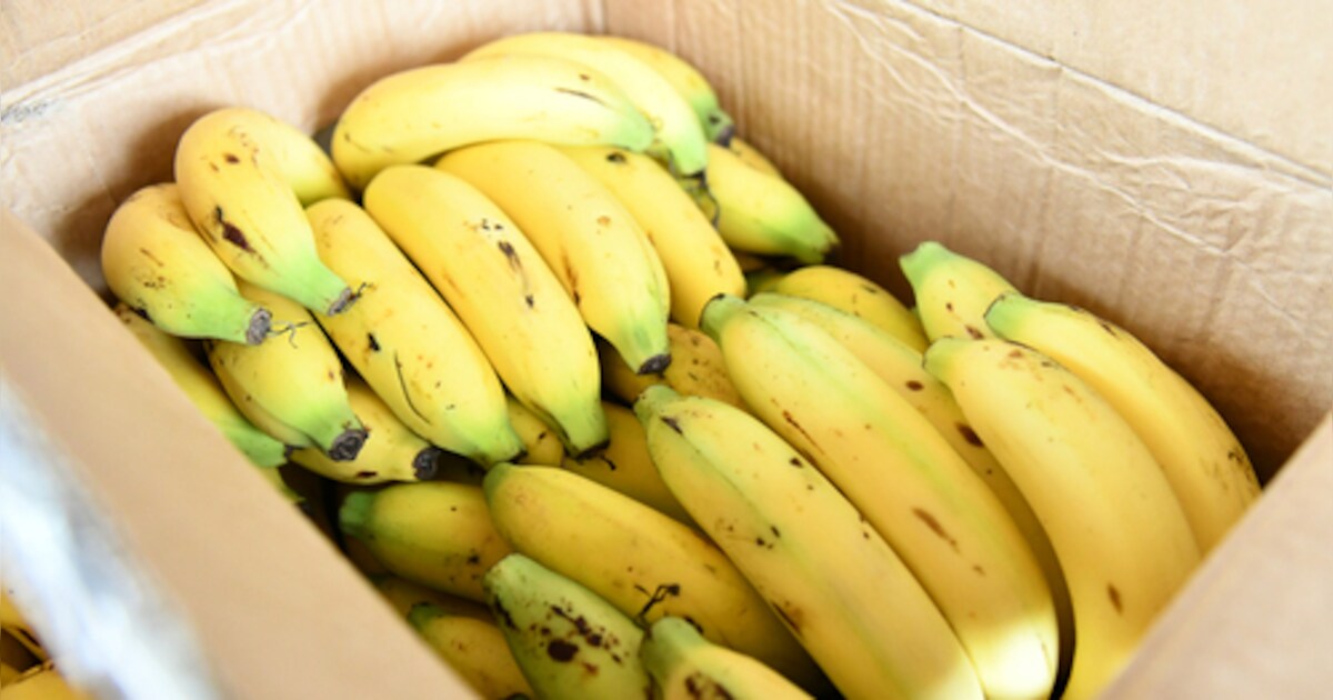 Cocaïne in container met bananen: twee mannen krijgen dertig maanden ...