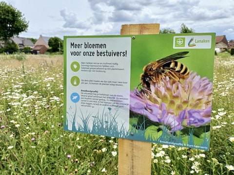 Wilde bijen varen wel bij ecologisch groenbeheer | Regio | HLN.be