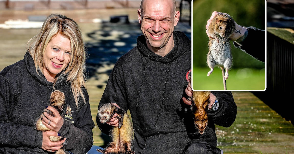 Ratten vangen? Dat doet Dietmar (38) met een legertje fretten en honden ...