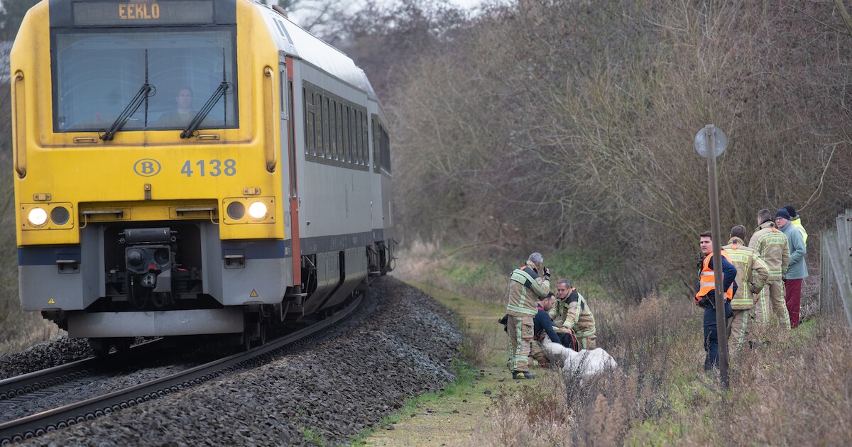 Paard overleeft val in spoorwegberm niet | Oudenaarde | HLN.be