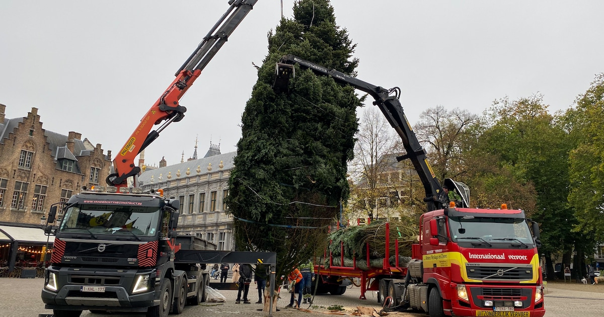 Kerstboom van 15 meter arriveert op de Burg in Brugge: “Hoop dat ...