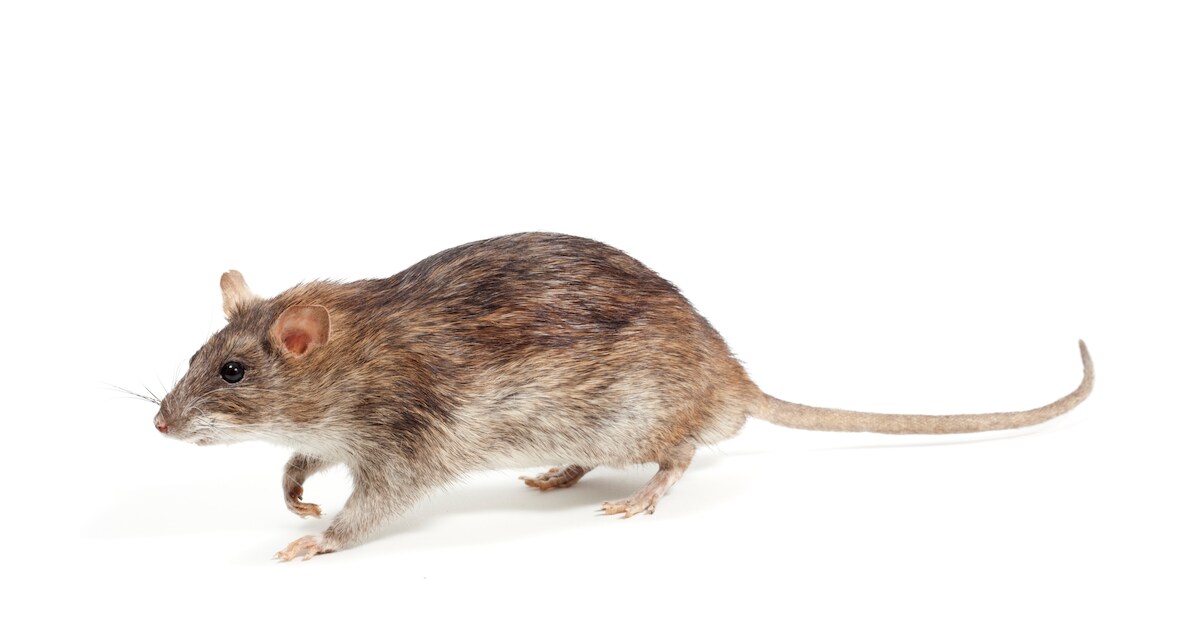 Echtpaar krijgt celstraffen voor verboden wapens: “We hadden die ...