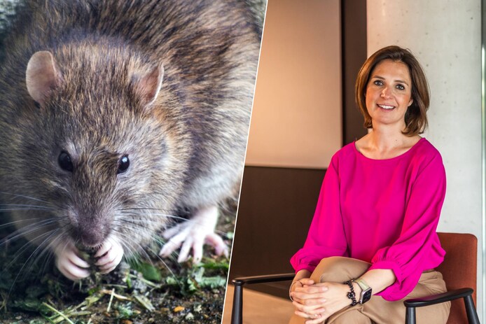 Overlast door ratten rond Hasselts Sint-Katarinaplein, maar stad ...