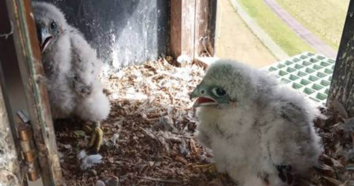 Slechtvalkjes geboren op Dow-terrein: wie verzint de leukste namen ...