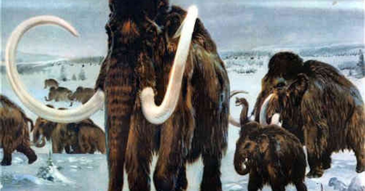 Op Maasvlakte leefden mammoeten en hyena's | Weer & Wetenschap | hln.be