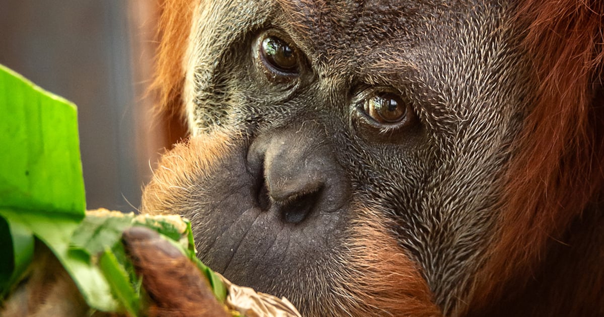 ZOO Planckendael neemt afscheid van orang-oetan Moni (48): “Echte ...