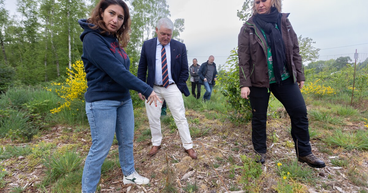 Bosgroep Limburg boekt resultaat met projecten voor meer klimaatbestendig bos: “Cruciaal dat we ...
