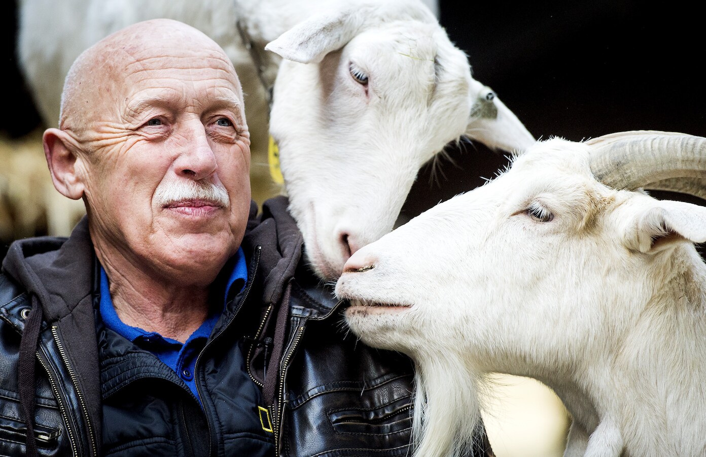 Tv-fenomeen Dr. Pol (83) komt naar Vlaanderen: de veearts die alles ...