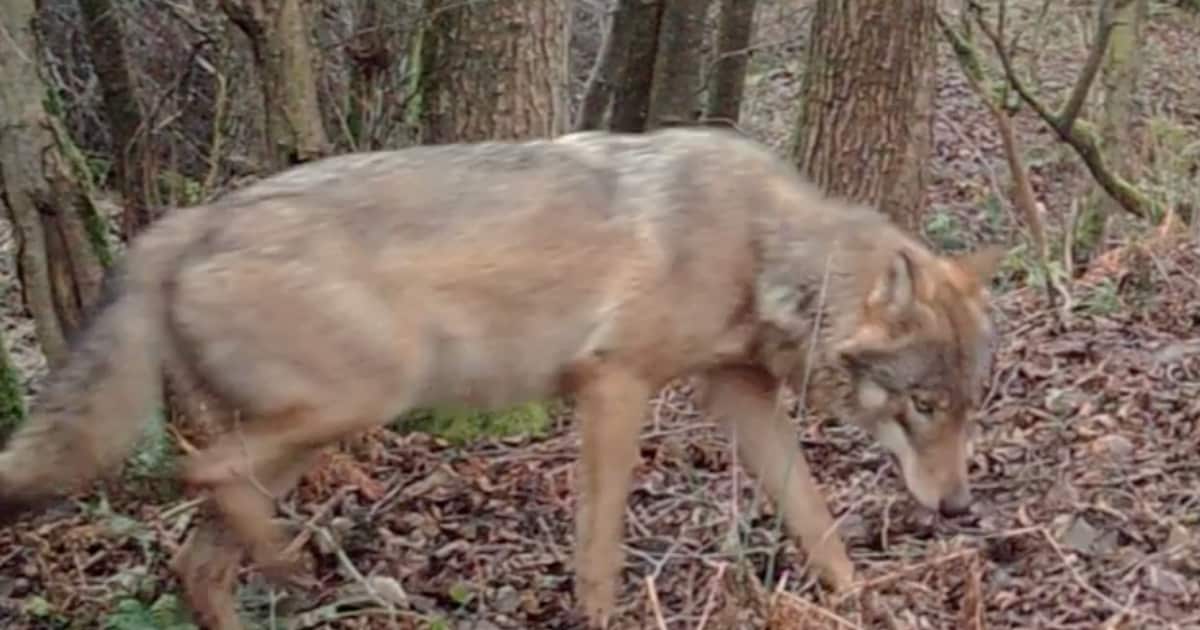 Wolvin Emma officieel ‘gevestigd’ in Antwerpse Noorderkempen | Regio ...