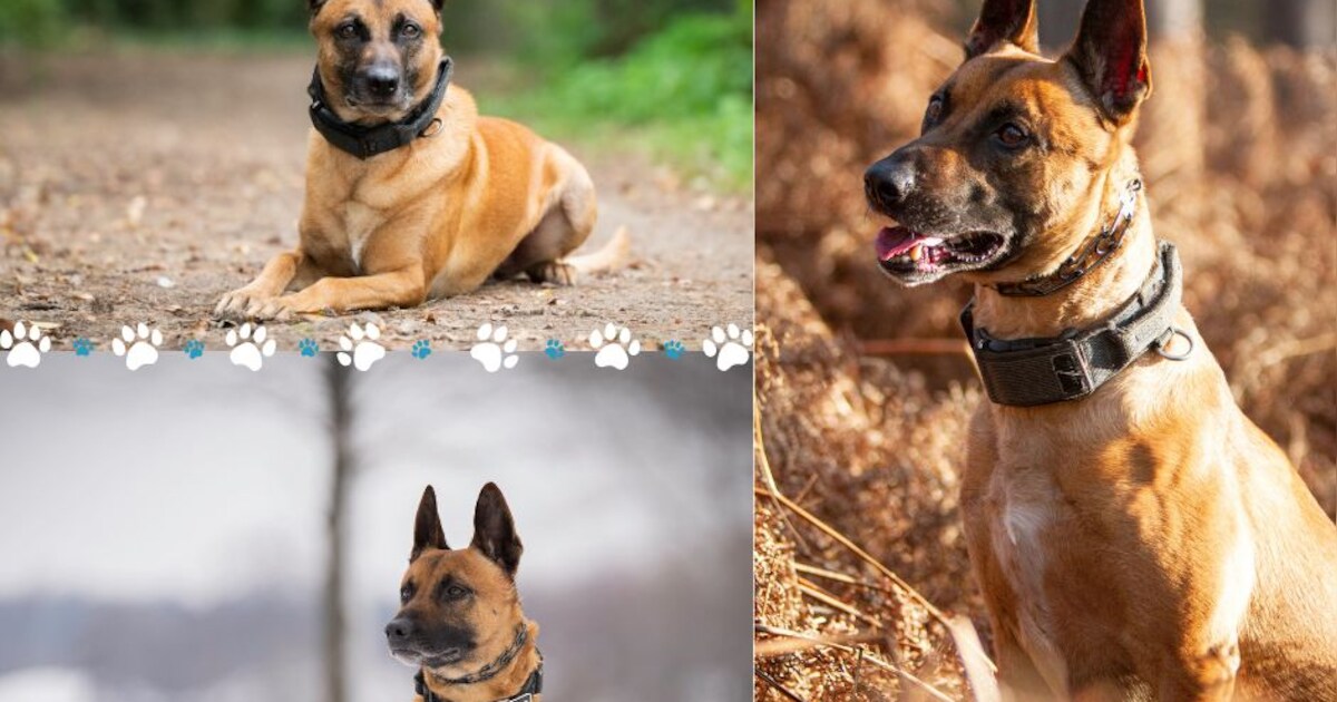 Politiehond Tjerko van Turnhout mag op pensioen: “Zijn scherpe neus ...