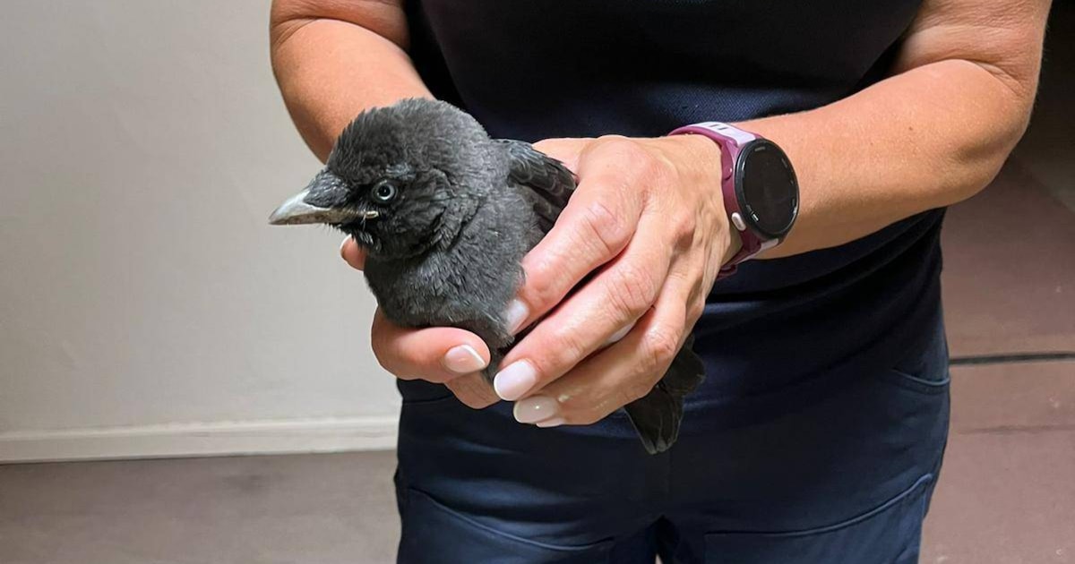 Vogeltje zit dagenlang vast in leegstaande winkel in Wuustwezel ...