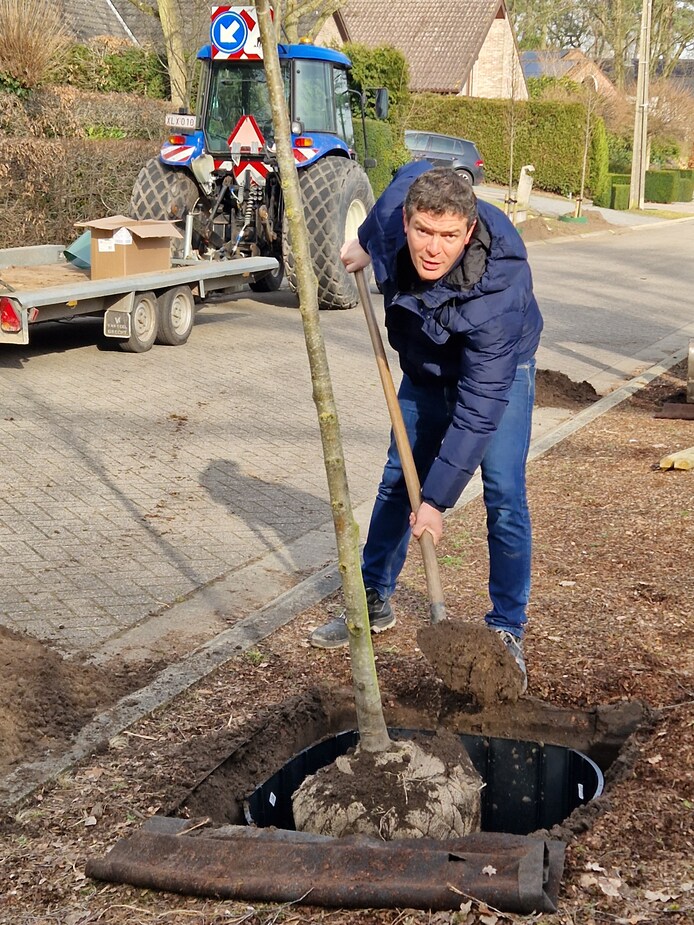Gemeente Brecht plantte dit seizoen al 250 laanbomen: | Brecht | hln.be
