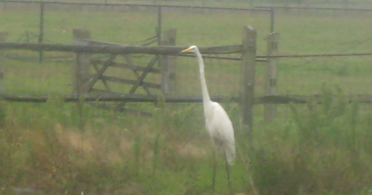 Zeldzame witte reiger gespot in Bovenhoek (Overslag) | Wachtebeke | HLN.be