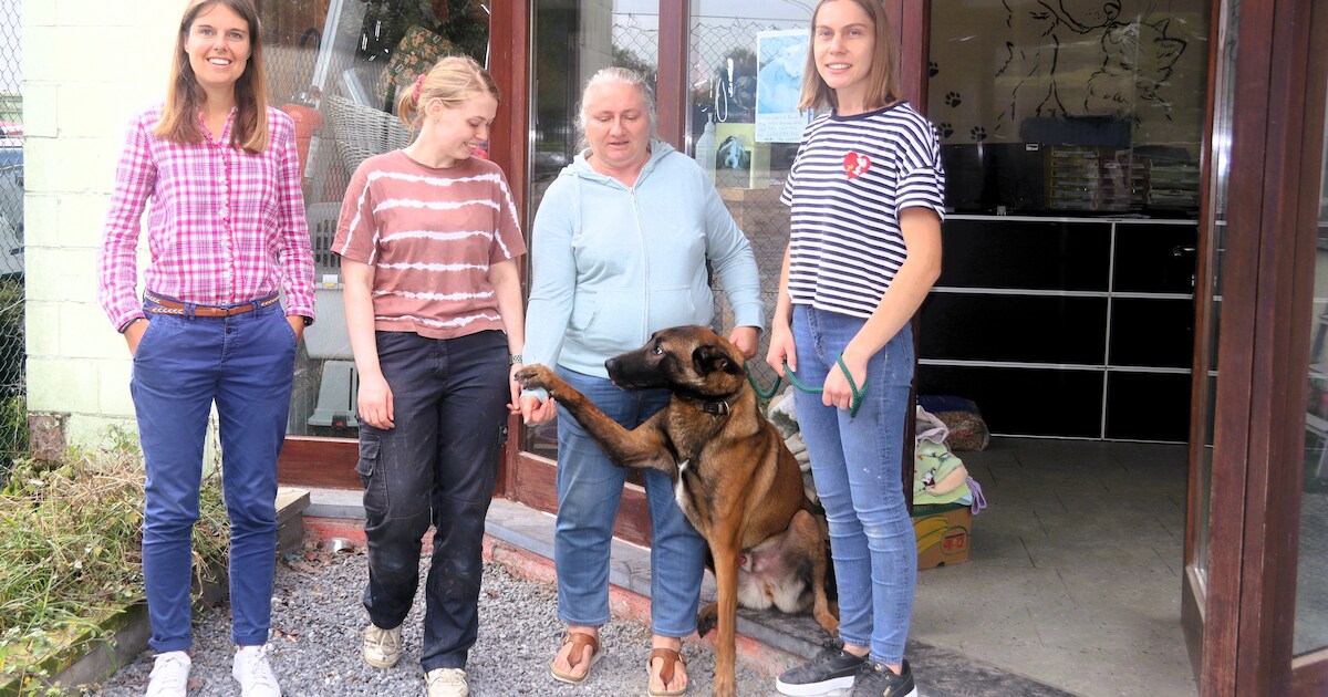 Vlaams geld voor dierenasiel Sint-Hubertus: “Zonder steun kunnen we ...