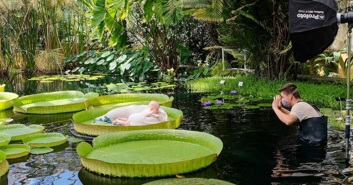 Babyfotoshoot van vijf dagen in Plantentuin Meise uitverkocht in 45 ...