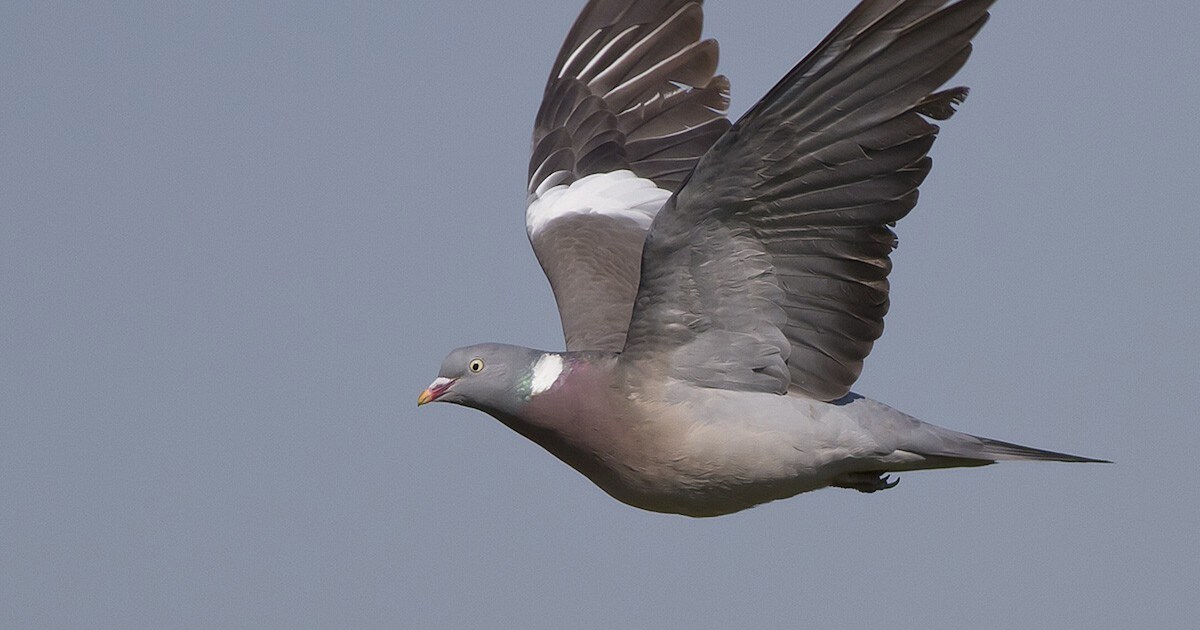 Vogelweekend in West-Vlaanderen: “Meer houtduiven, ekster verdwijnt uit ...