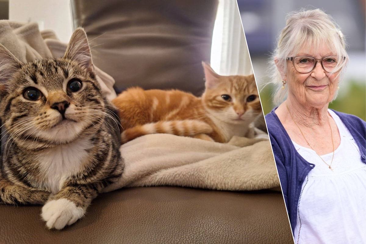 Zwerfpoezen Rupelstreek blikt terug op intens 2025: 455 katten kregen ...