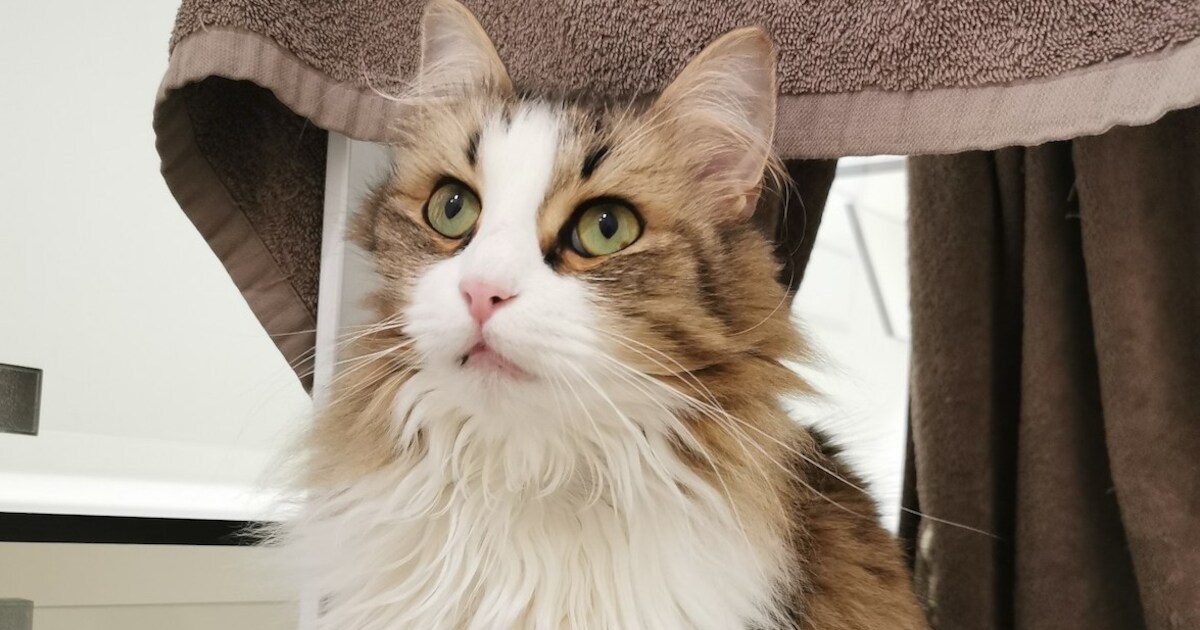 Franse spoorwegmaatschappij moet boete betalen voor dood van kat na ...