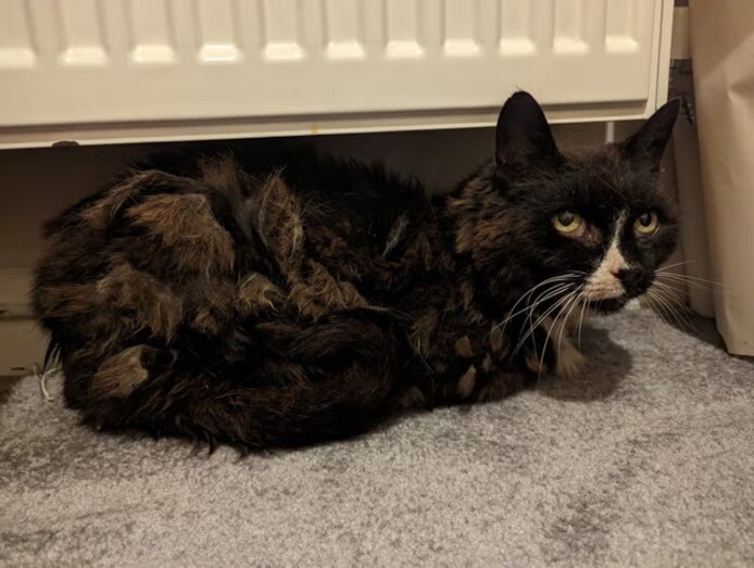 Verloren kat na 11 jaar op wonderbaarlijke wijze herenigd met baasje ...