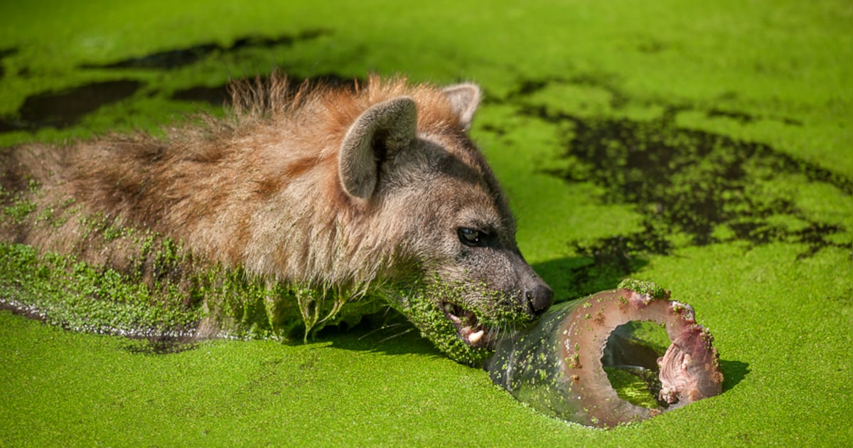 Hittegolf? In ZOO Planckendael smullen dieren van verfrissende ijsjes ...