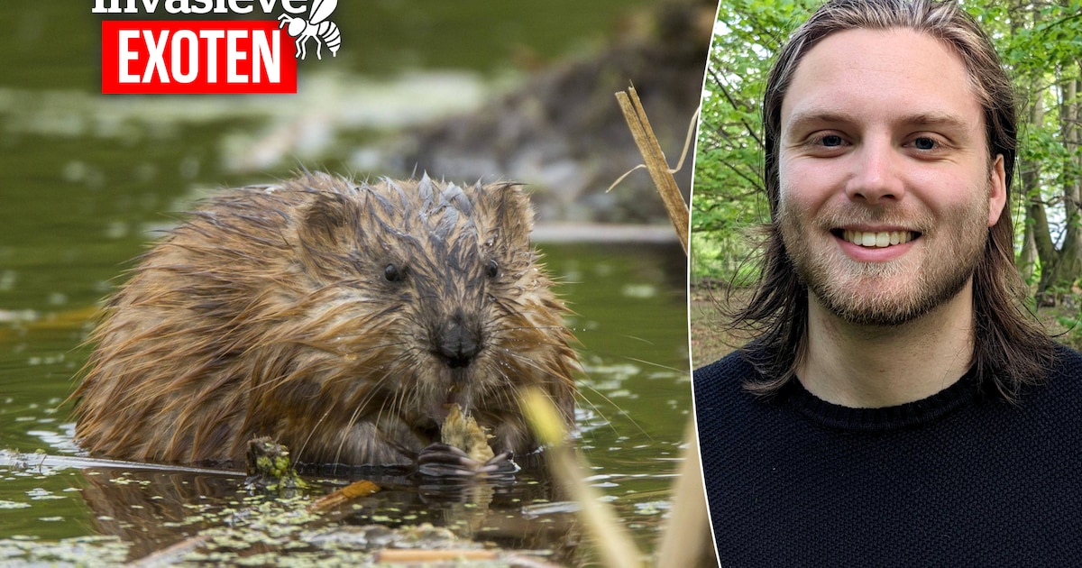 De muskusrat is géén rat, maar wat dan wel? “Haar graafwerken kunnen ...
