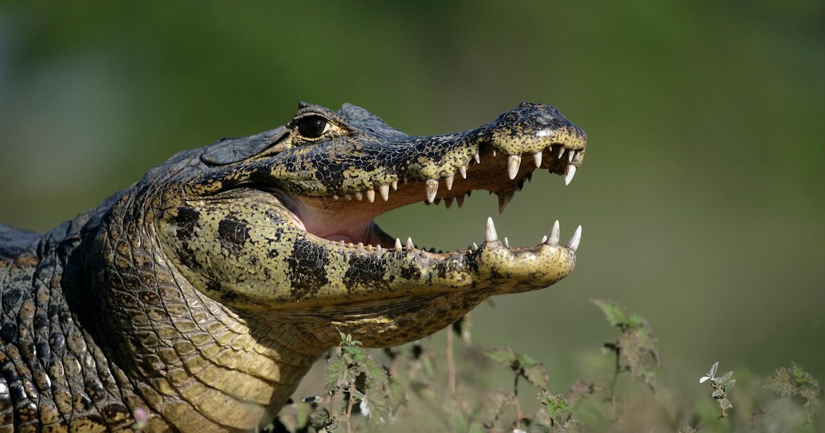 Politie pakt man op die puppy's aan kaaiman voerde | Dieren | HLN.be