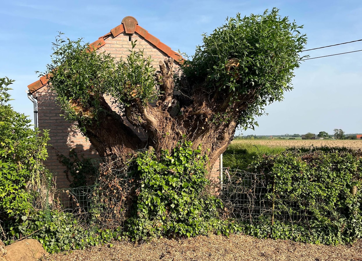 Kunstenaar Jan (50) wil historische wilg redden van kettingzaag in ...