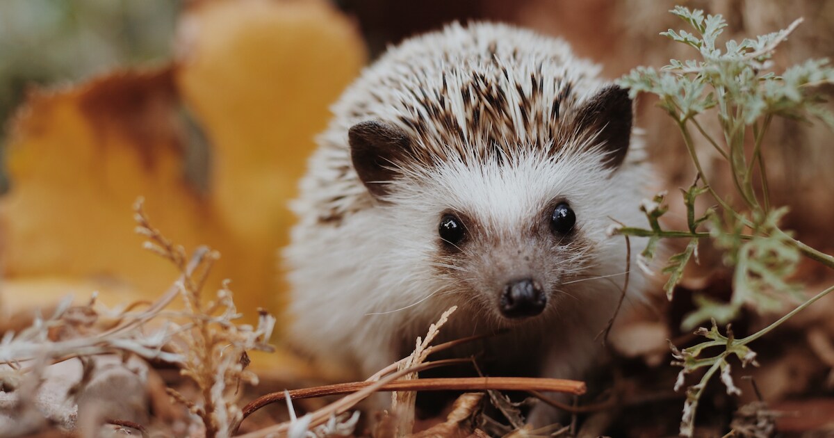 Spaar of beleg zoals een egel: hoe je met kleine stapjes toch een groot ...