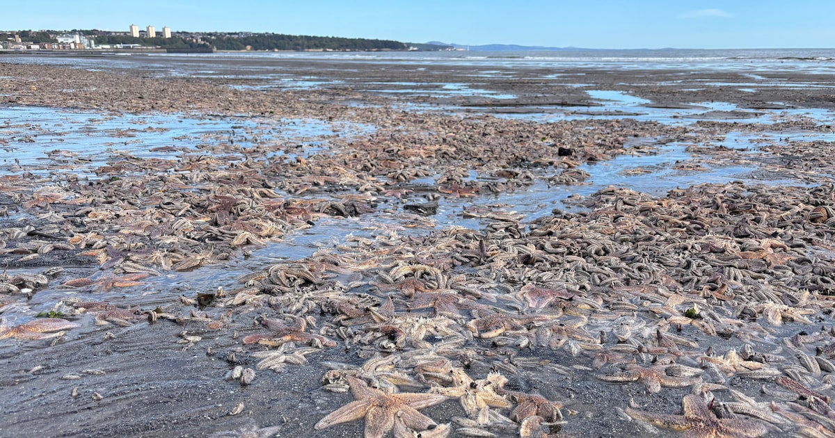 Duizenden dode zeesterren op Schotse stranden: “Ik was echt geschokt ...