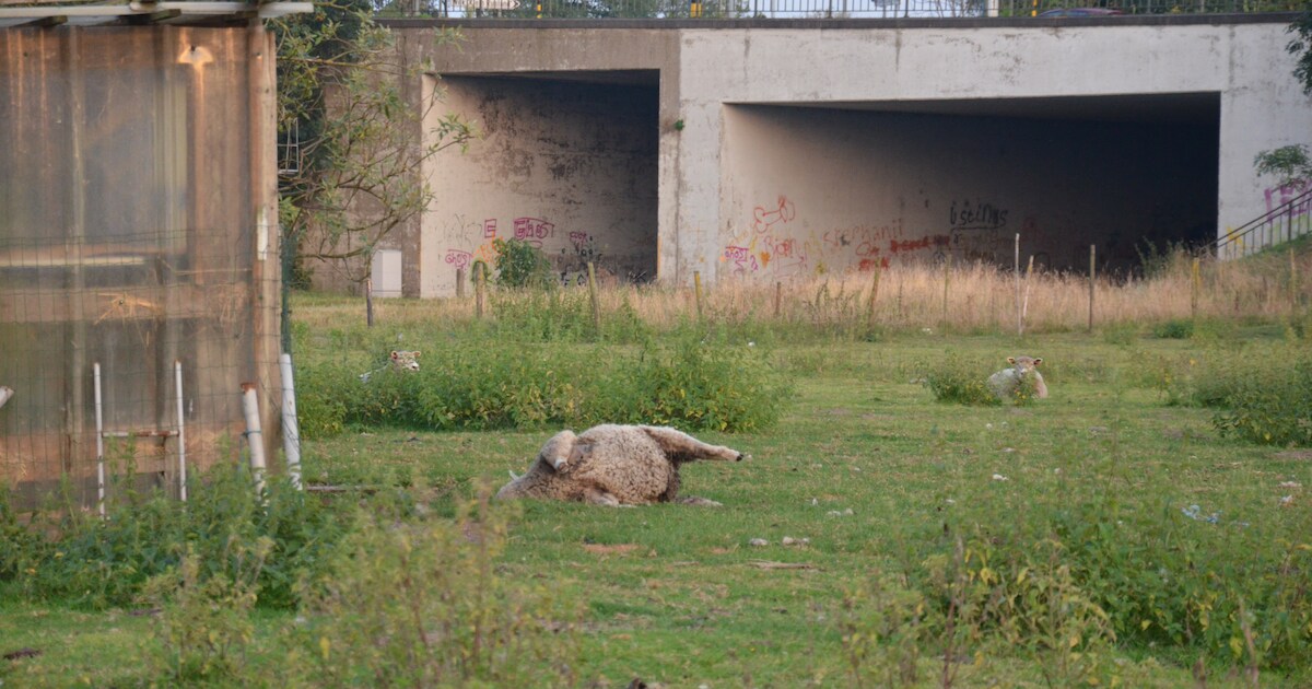 Red een schaap (en haar lammetjes) en zet het weer overeind: zo doe je ...