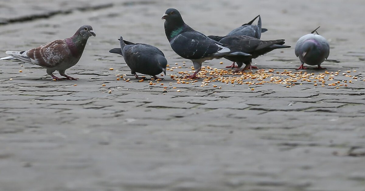 Stadsduiven aan de pil | Nieuws | hln.be
