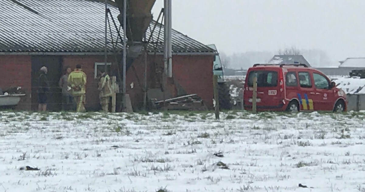 Brandweer in de weer met redden van vier varkens in aalput, één dier al overleden | Torhout | hln.be