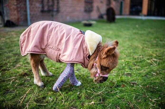 Ooit al van een shezel gehoord? Maak kennis met ‘Ponkey’, een ...