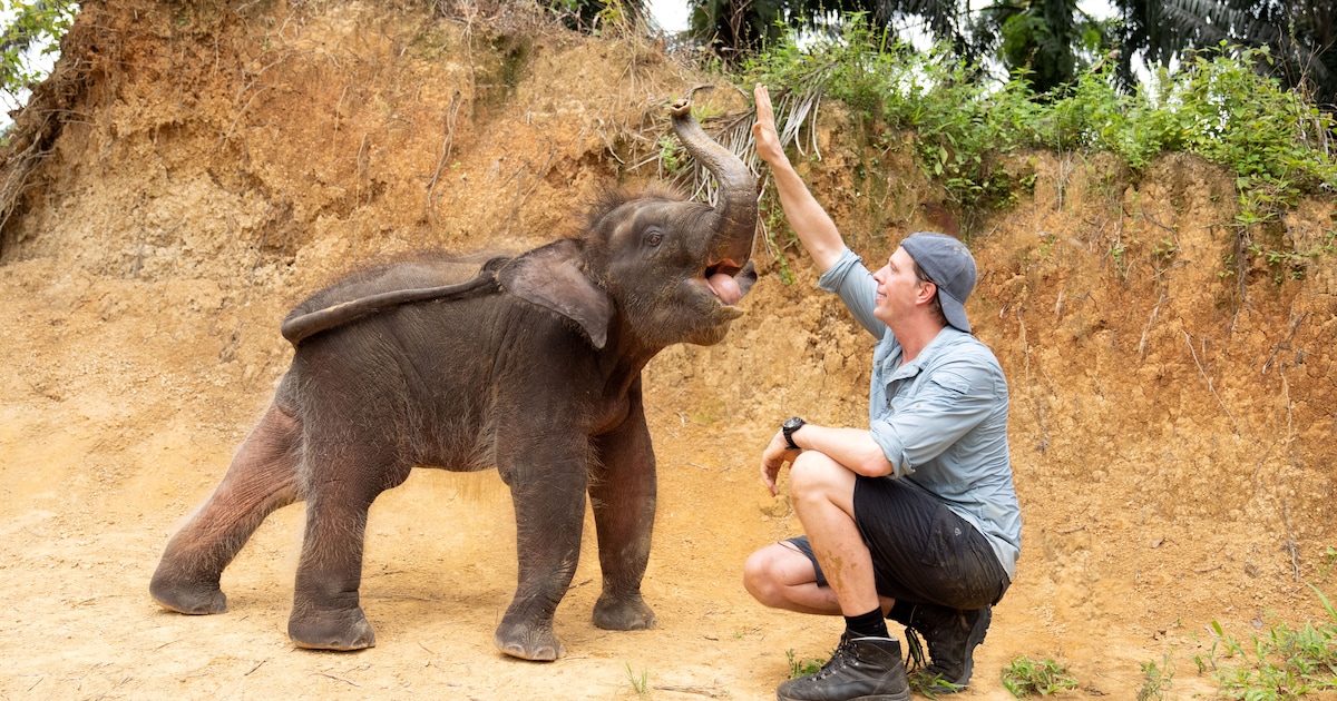 Altijd positief, zelfs als hij wordt opgegeten door bloedzuigers: wat ...