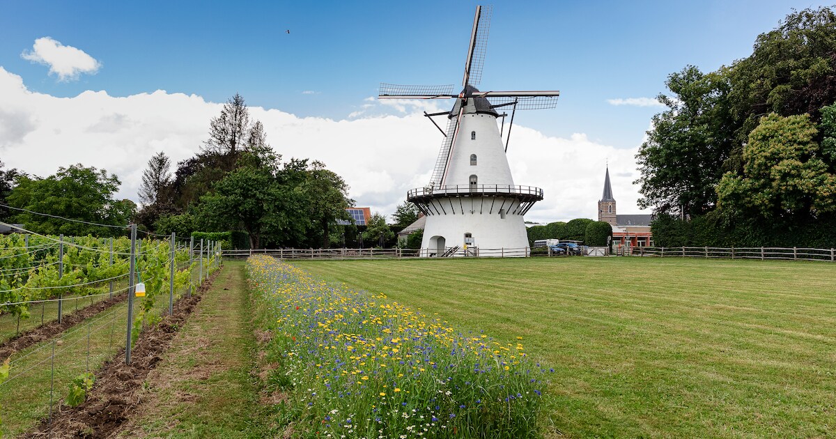 Fietstocht langs wijngaarden in Boechout: ontdek het verhaal achter de ...