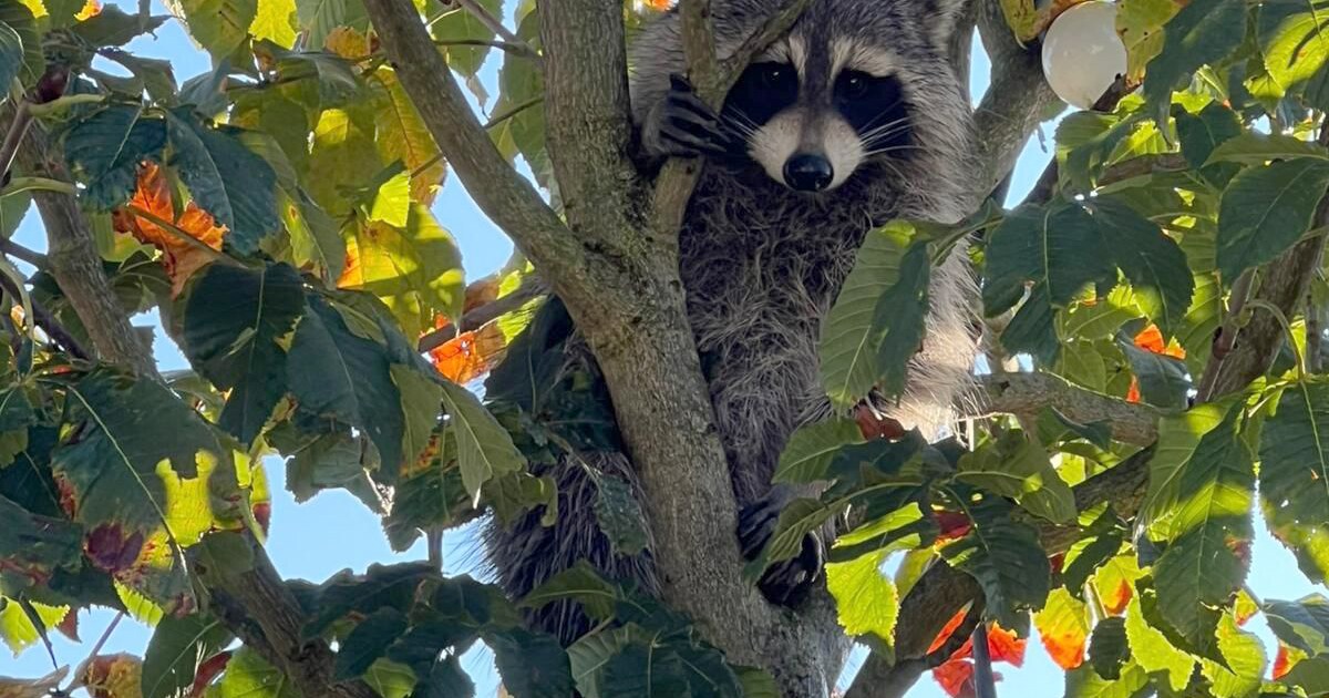 Wasbeer gespot in boom in Glabbeek: dierenbescherming heeft het dier ...
