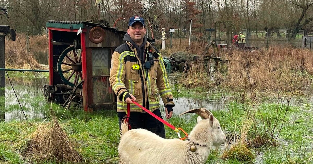 Brandweer bevrijdt geitjes uit verzopen weide | Aalst | hln.be