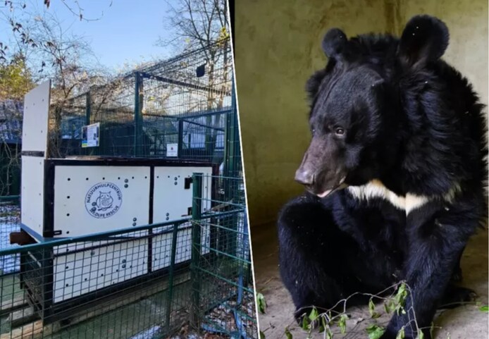 Zwarte beer werd uit Oekraïne gered, maar overlijdt nu in Schotse zoo ...